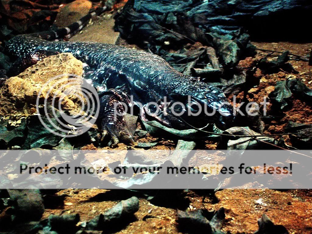 Salamander Animated Gifs | Photobucket